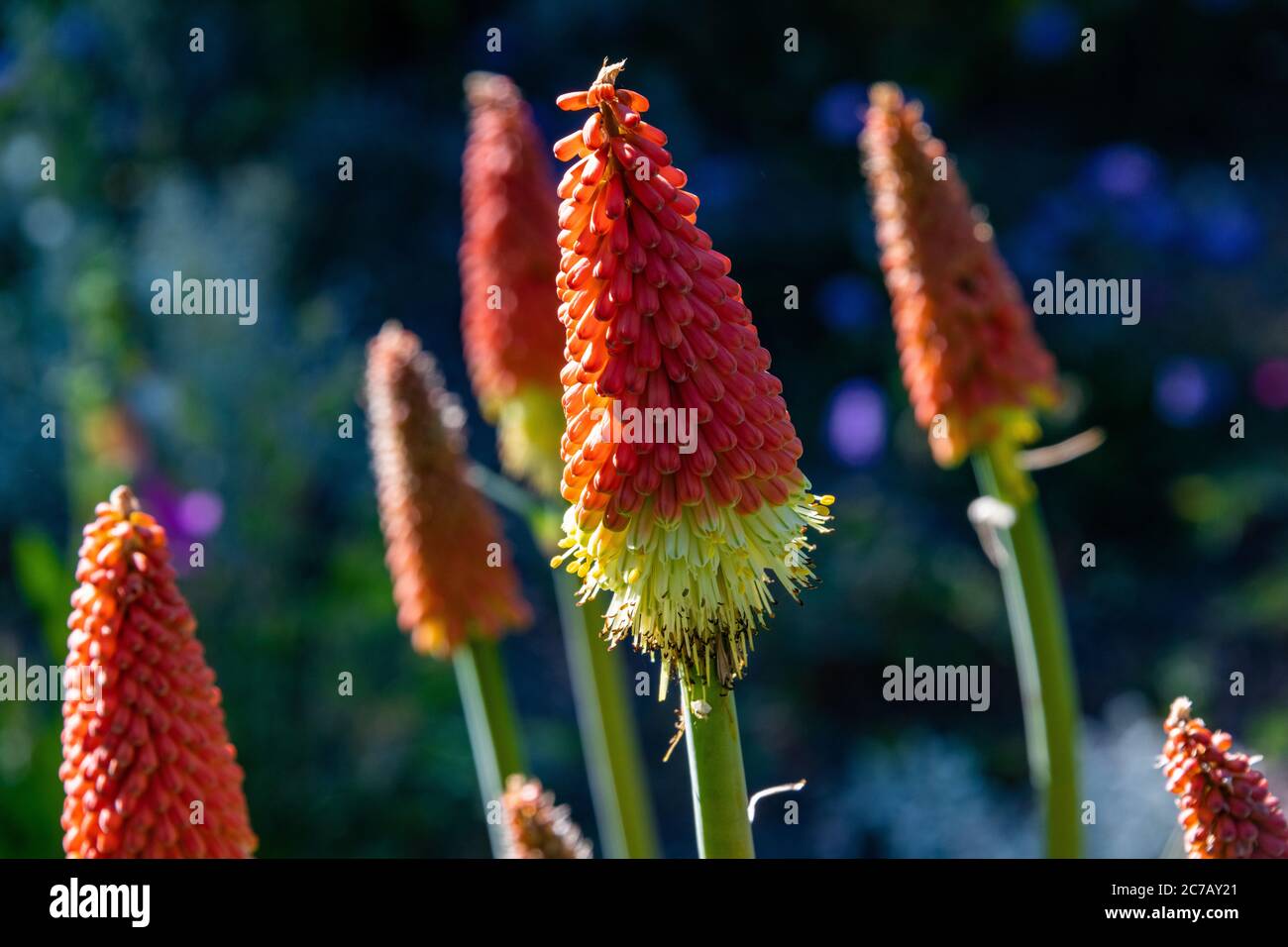Chinese Pagoda Primrose in Bloom in Steamboat Stock Photo - Alamy