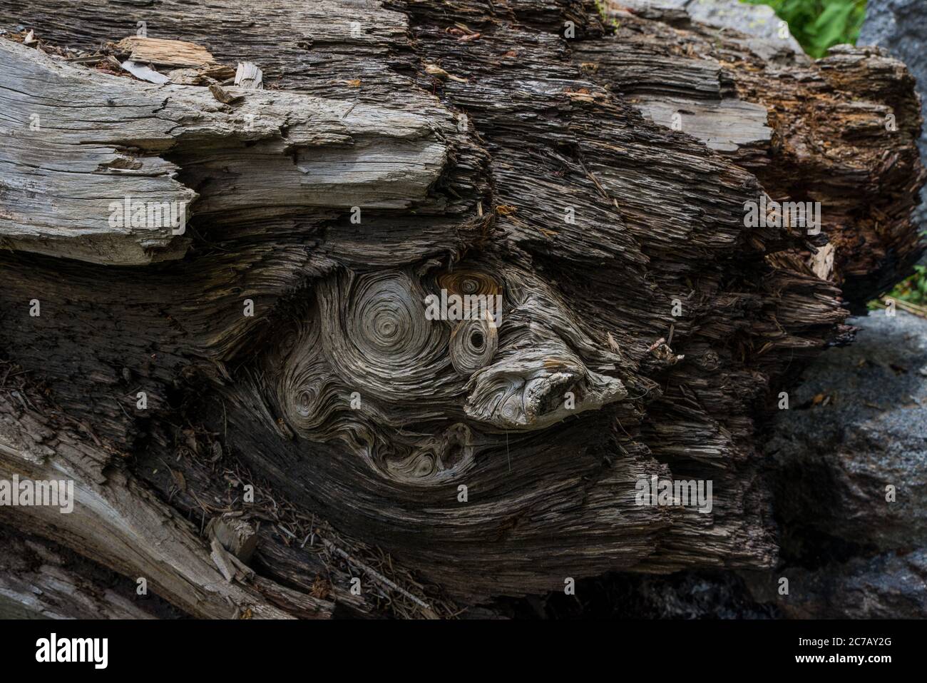 Close up view of naturally occurring wooden texture with chopped wood ...