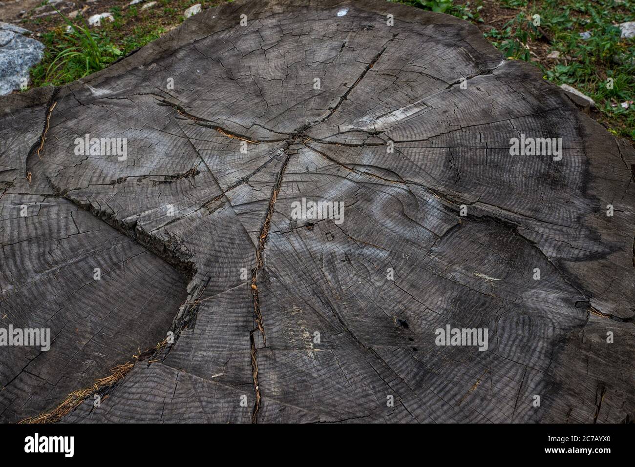 Close up view of naturally occurring wooden texture with chopped wood ...