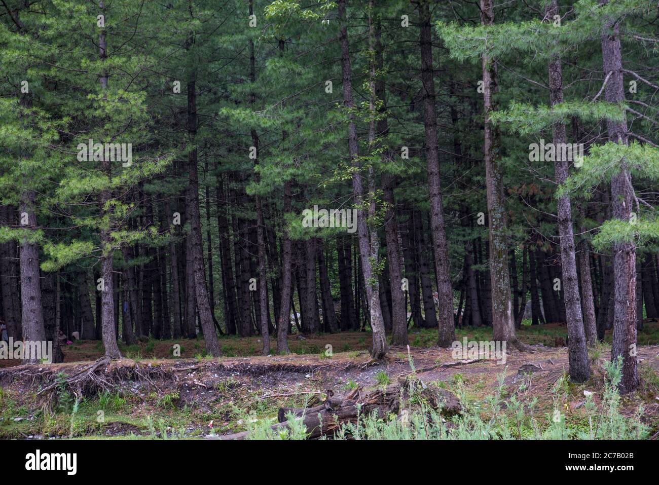 Forest inside the green valley nature view with copy space for your ...