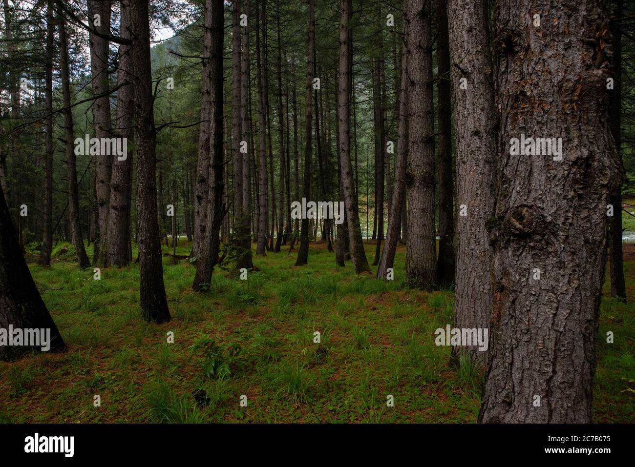 Photo of forest inside the green valley nature view with copy space for ...