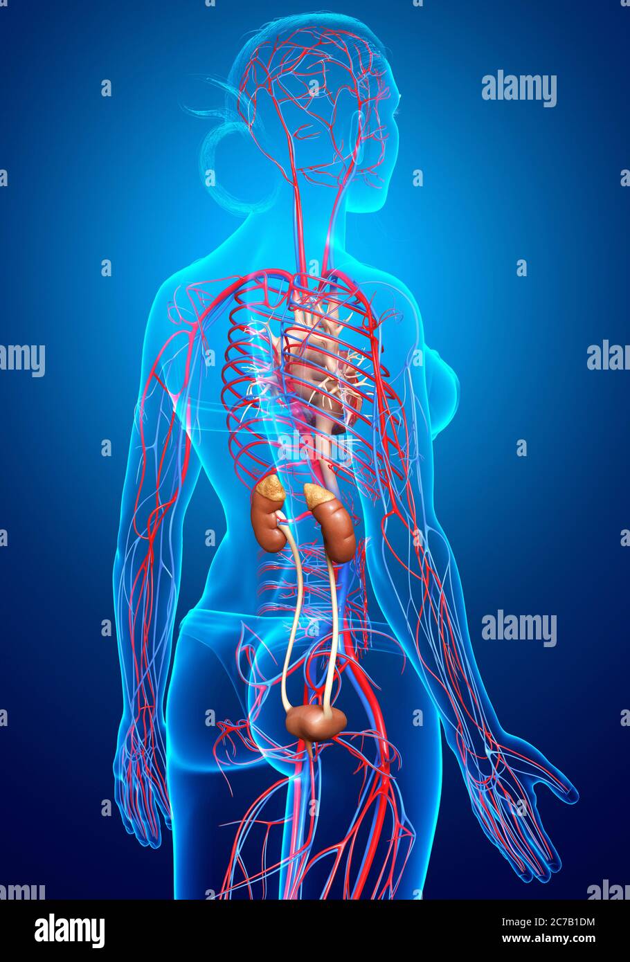 3d rendered, medically accurate illustration of the female kidneys and ...