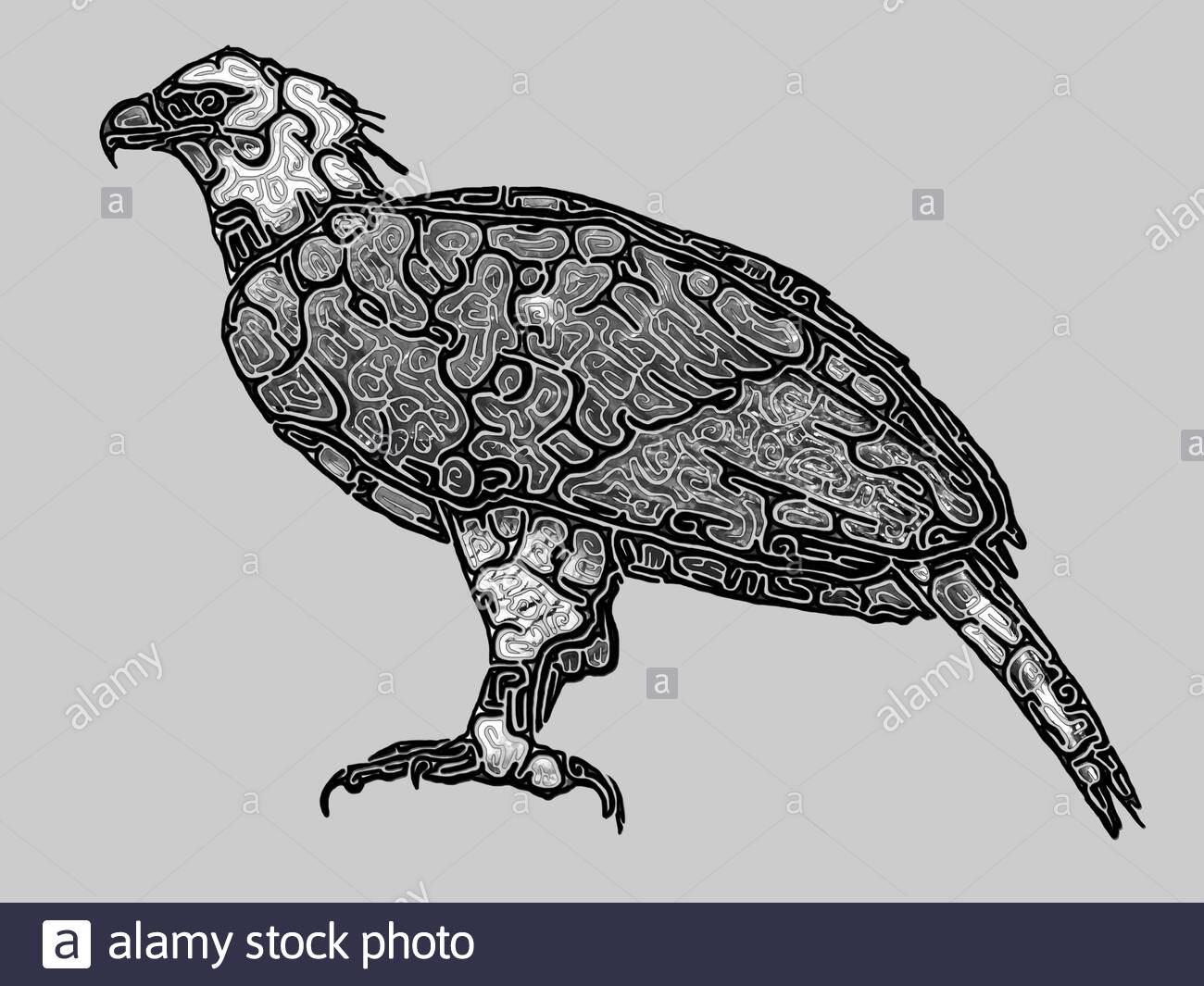 Eagle Drawing Black and White Stock Photos & Images - Alamy