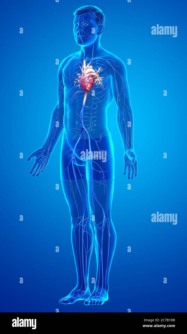 3d rendered medically accurate illustration of a male Veins anatomy ...