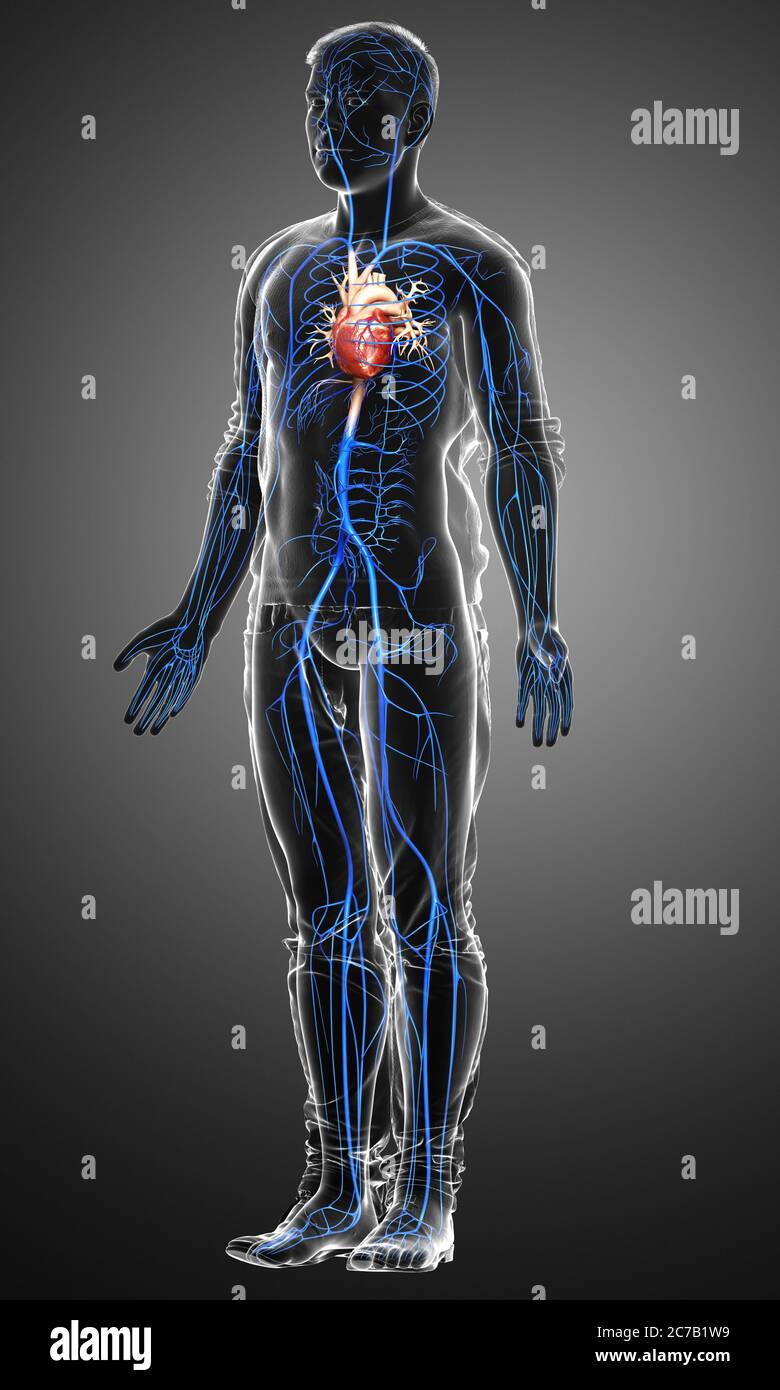 3d rendered medically accurate illustration of a male Veins anatomy ...