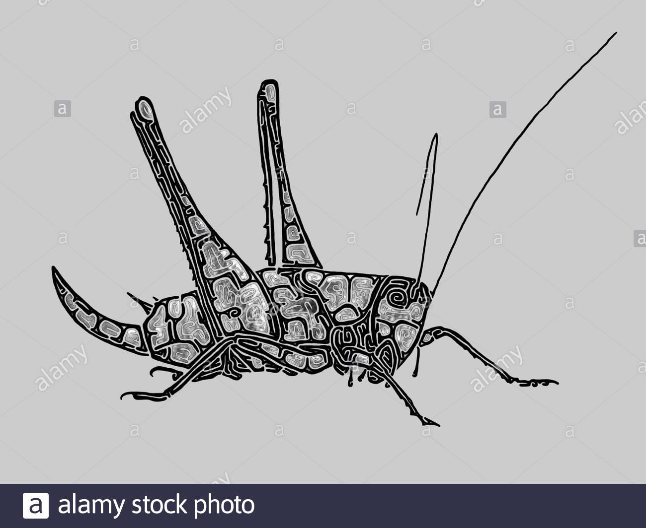 Cricket Insect Illustration High Resolution Stock Photography and ...