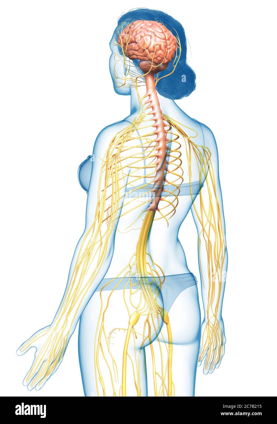 3d rendered medically accurate illustration of a female nervous system ...