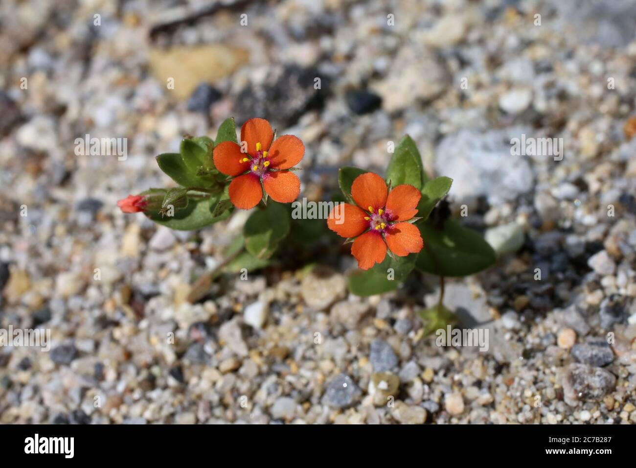 Anagallis arvensis - Wild plant shot in summer Stock Photo - Alamy