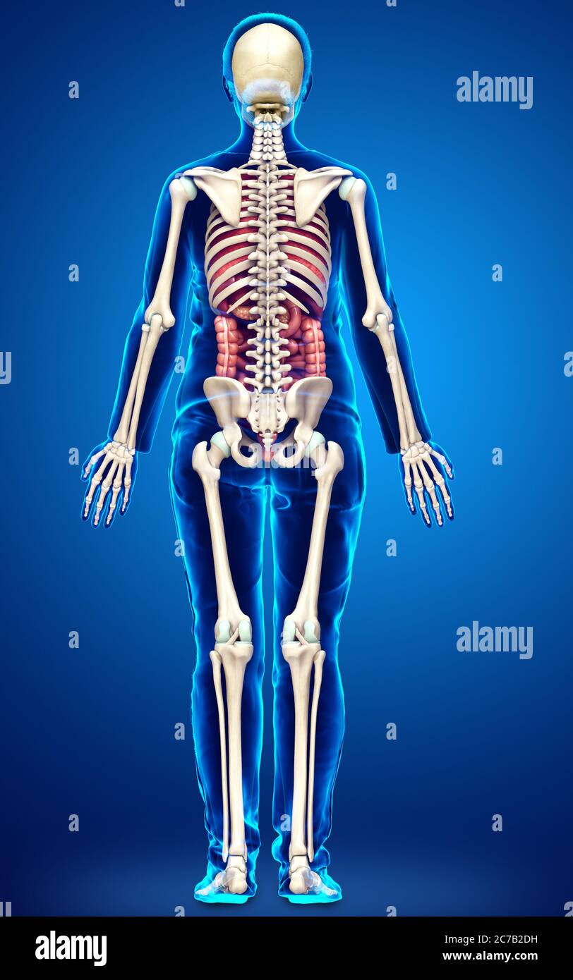 3d rendered medically accurate illustration of female Internal organs ...