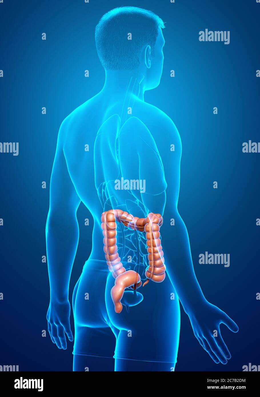 3d rendered, medically accurate illustration of male large intestine ...