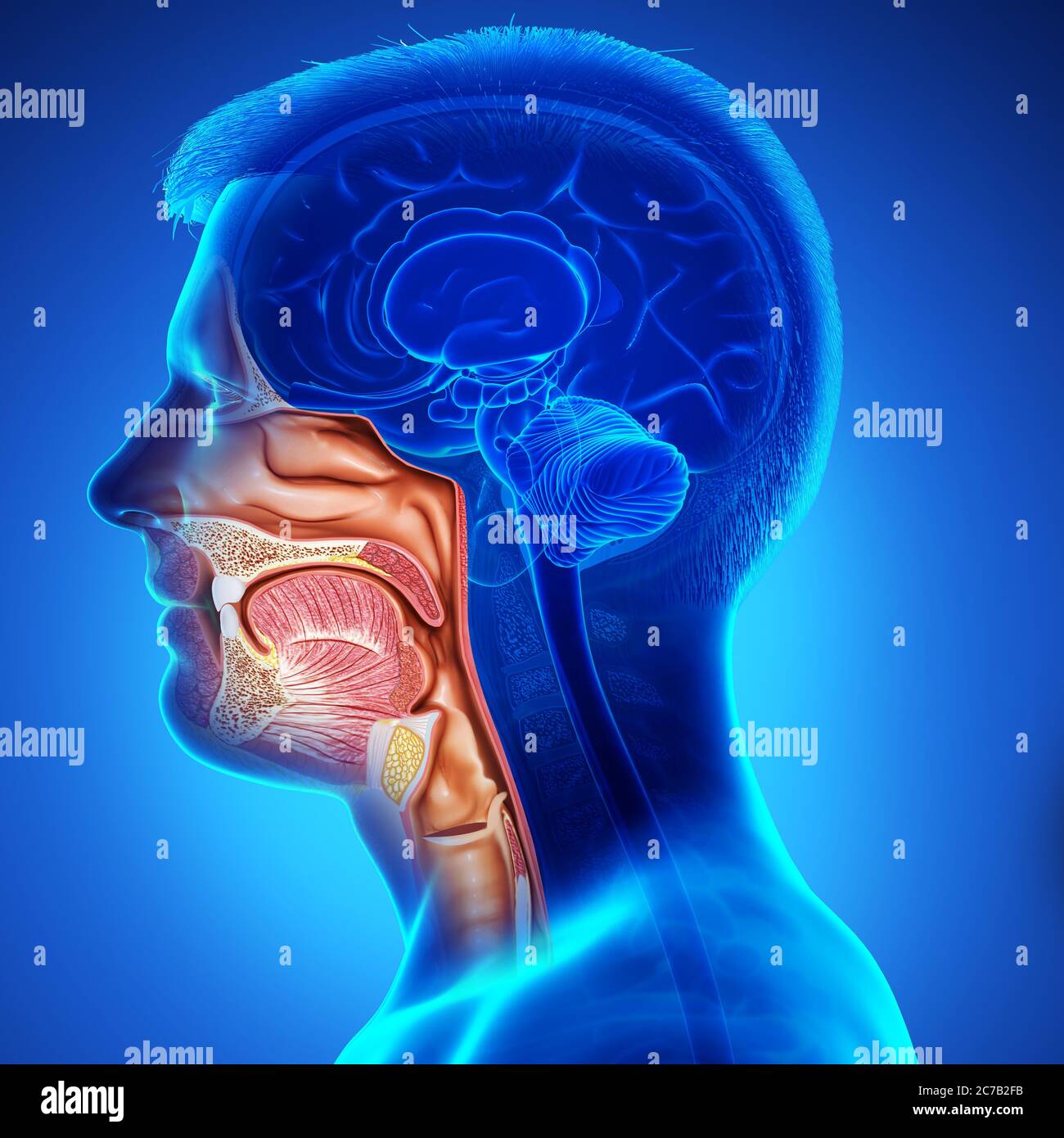 3d rendered, medically accurate illustration of male Trachea and ...