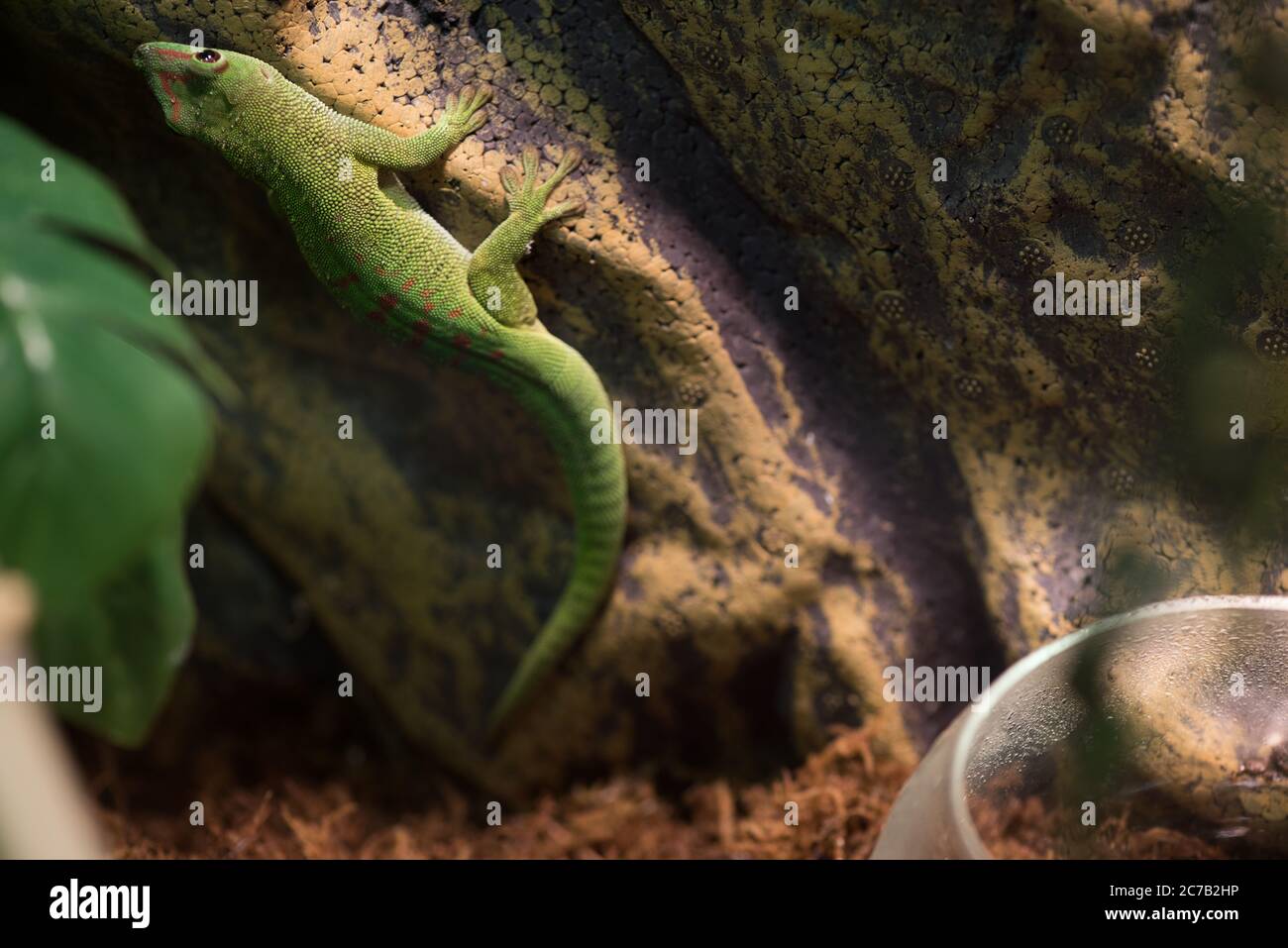 Madagascar giant gecko in green color with red spots. Endangered lizard ...
