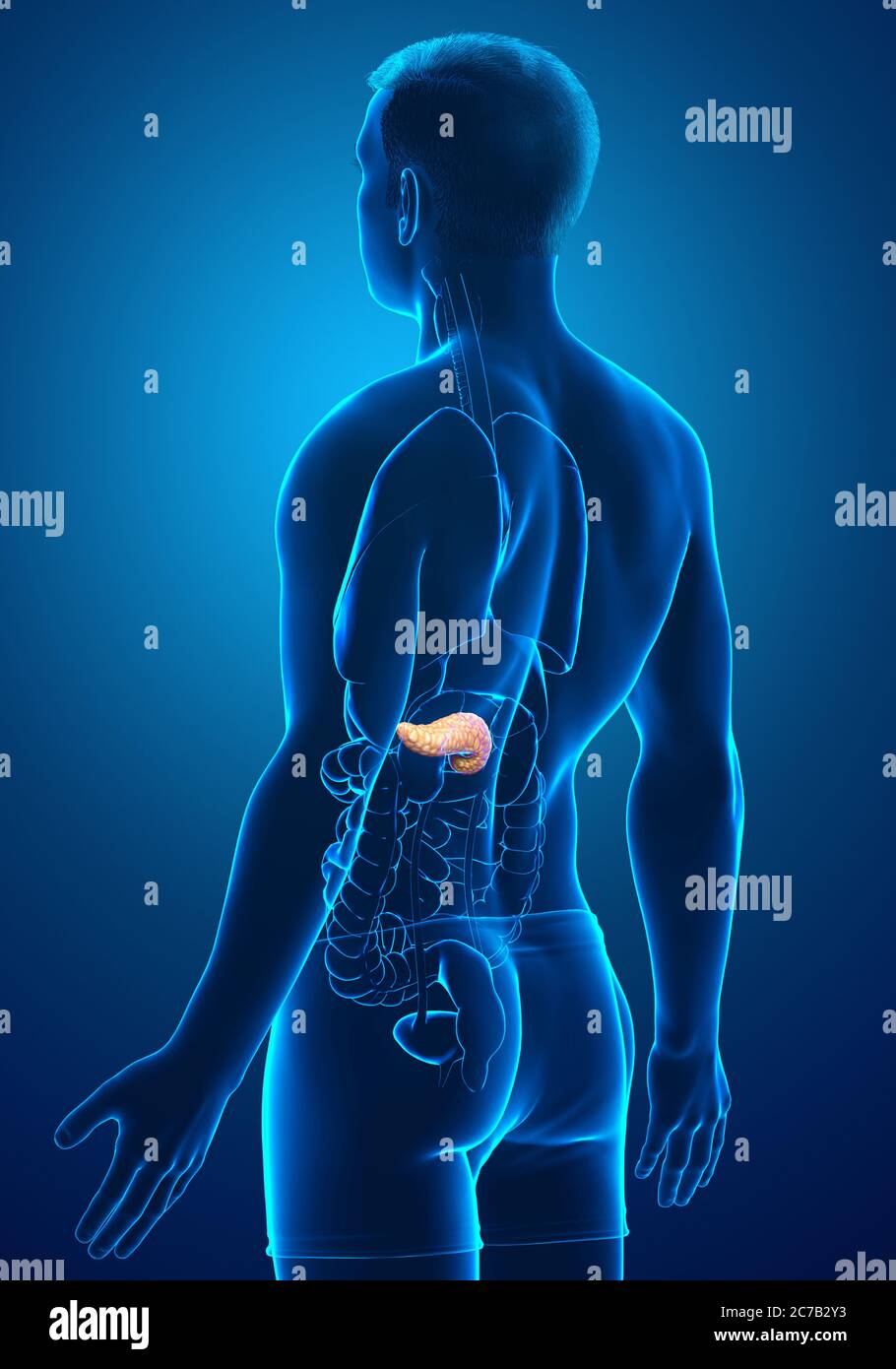 3d rendered, medically accurate illustration of a male pancreas Stock ...