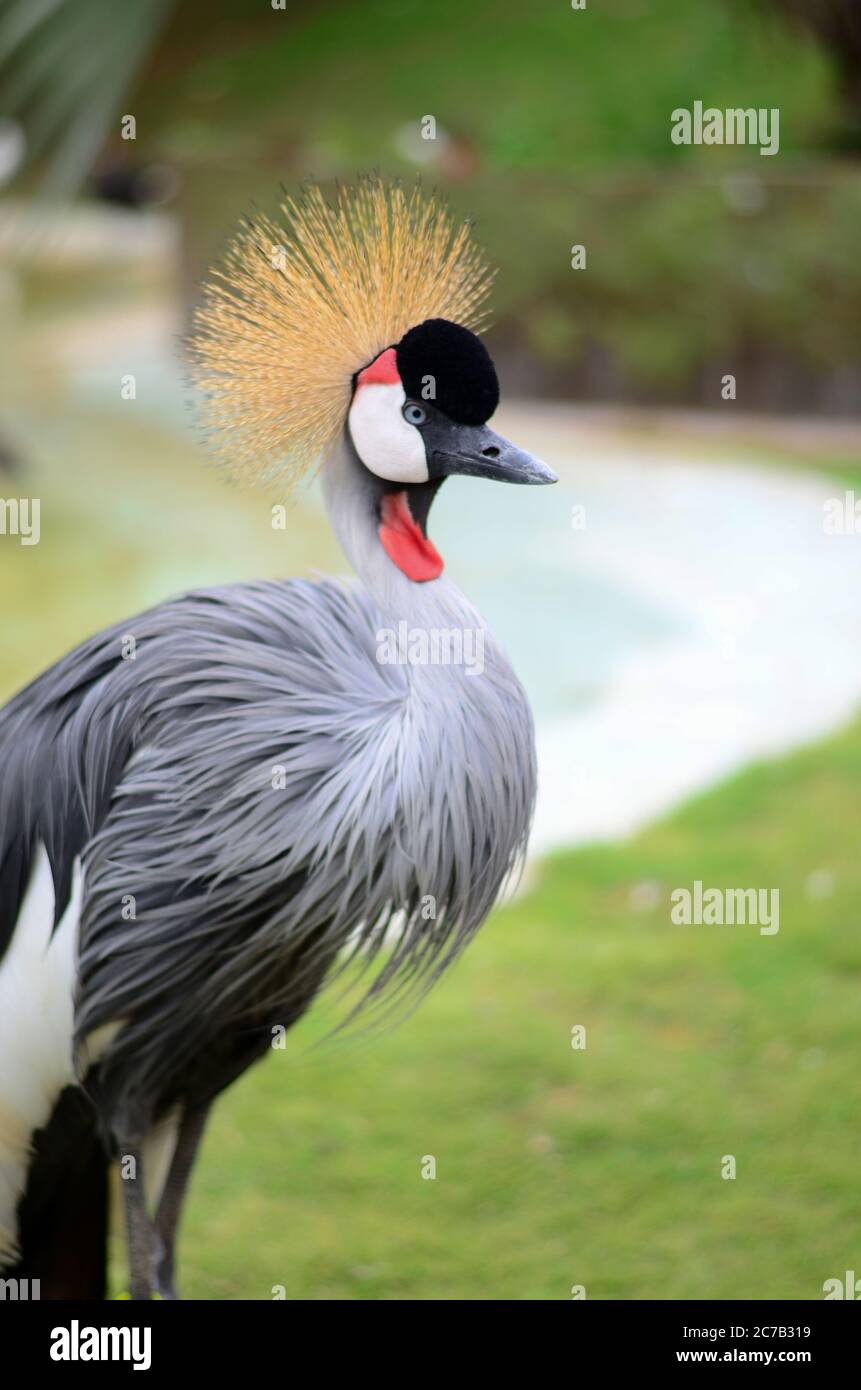 Grey Crowned Crane Stock Photo - Alamy