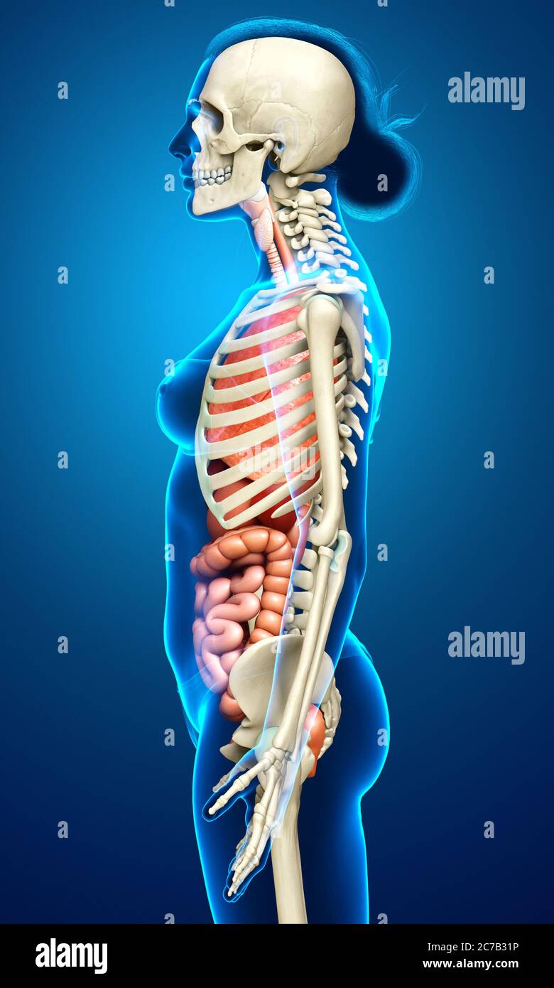 3d rendered medically accurate illustration of female Internal organs ...
