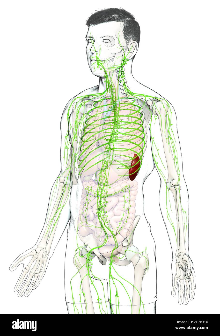 3d rendered medically accurate illustration of a male lymphatic system ...