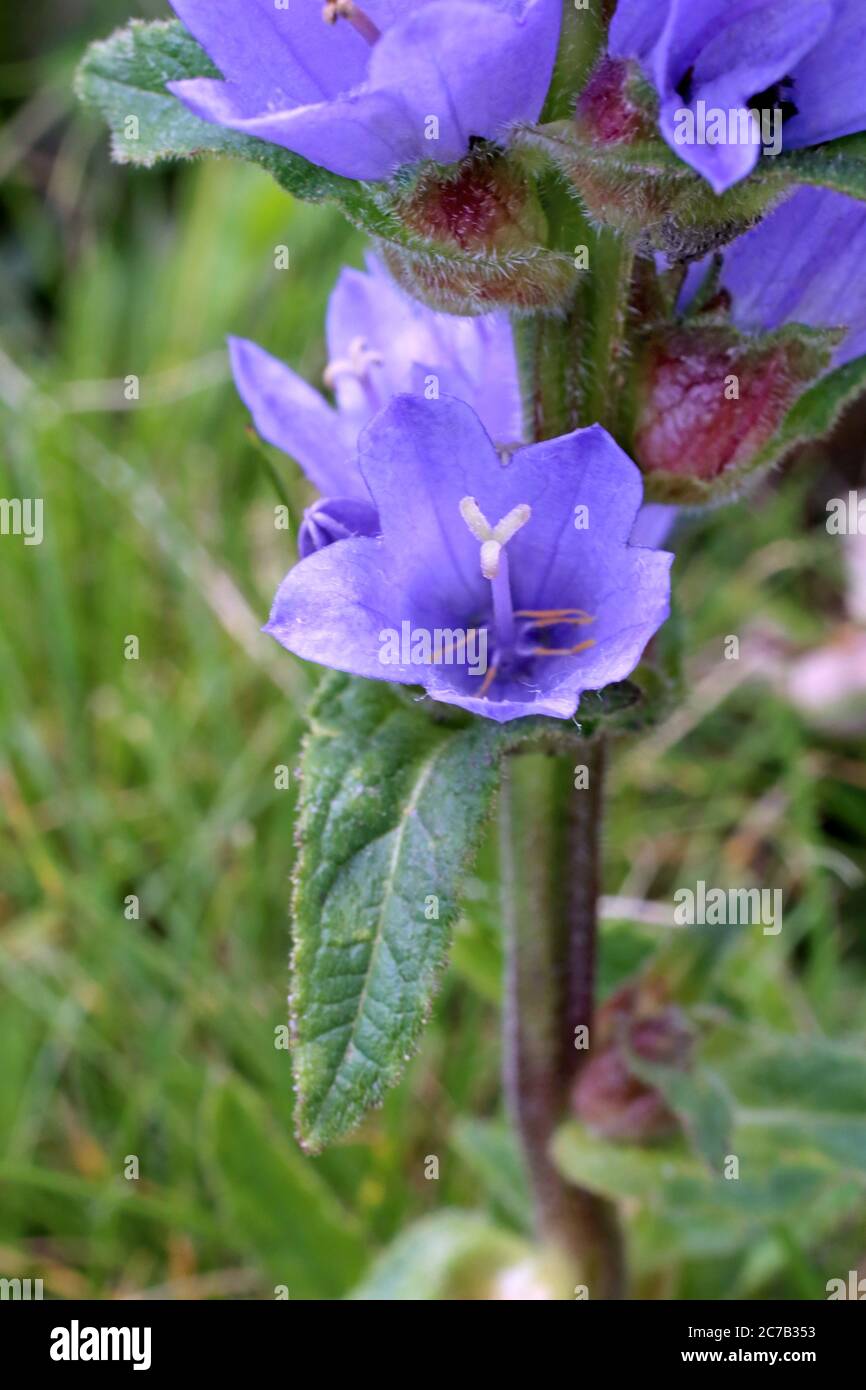 Campanula cervicaria, Bristly bellflower. Wild plant shot in summer ...