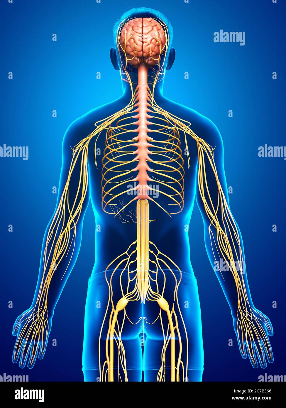 3d rendered medically accurate illustration of a male nervous system ...