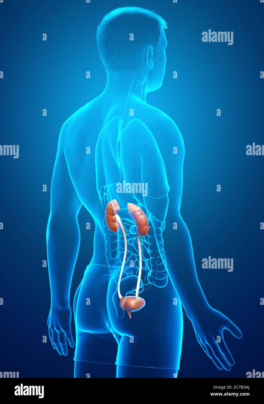 3d rendered, medically accurate illustration of the kidneys Stock Photo ...