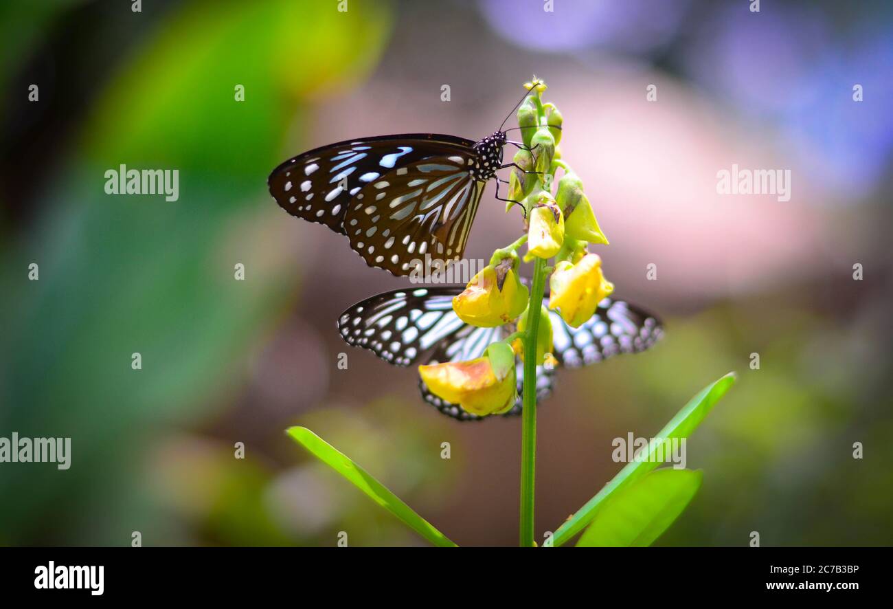 Flower floers hi-res stock photography and images - Alamy