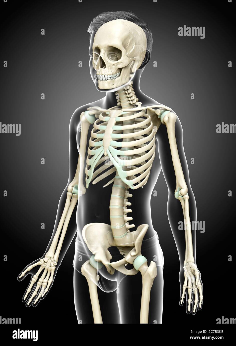 3d rendered, medically accurate illustration of a young boy skeleton ...