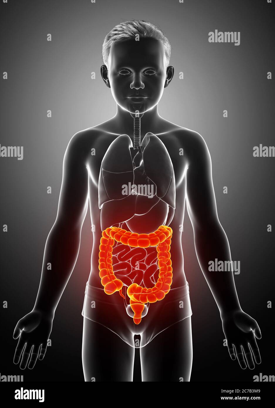 3d rendered, medically accurate illustration of boy large intestine ...
