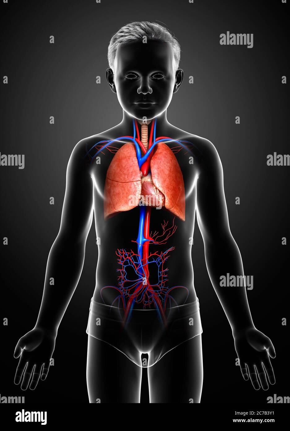 3d rendered, medically accurate illustration of a young boy lung ...