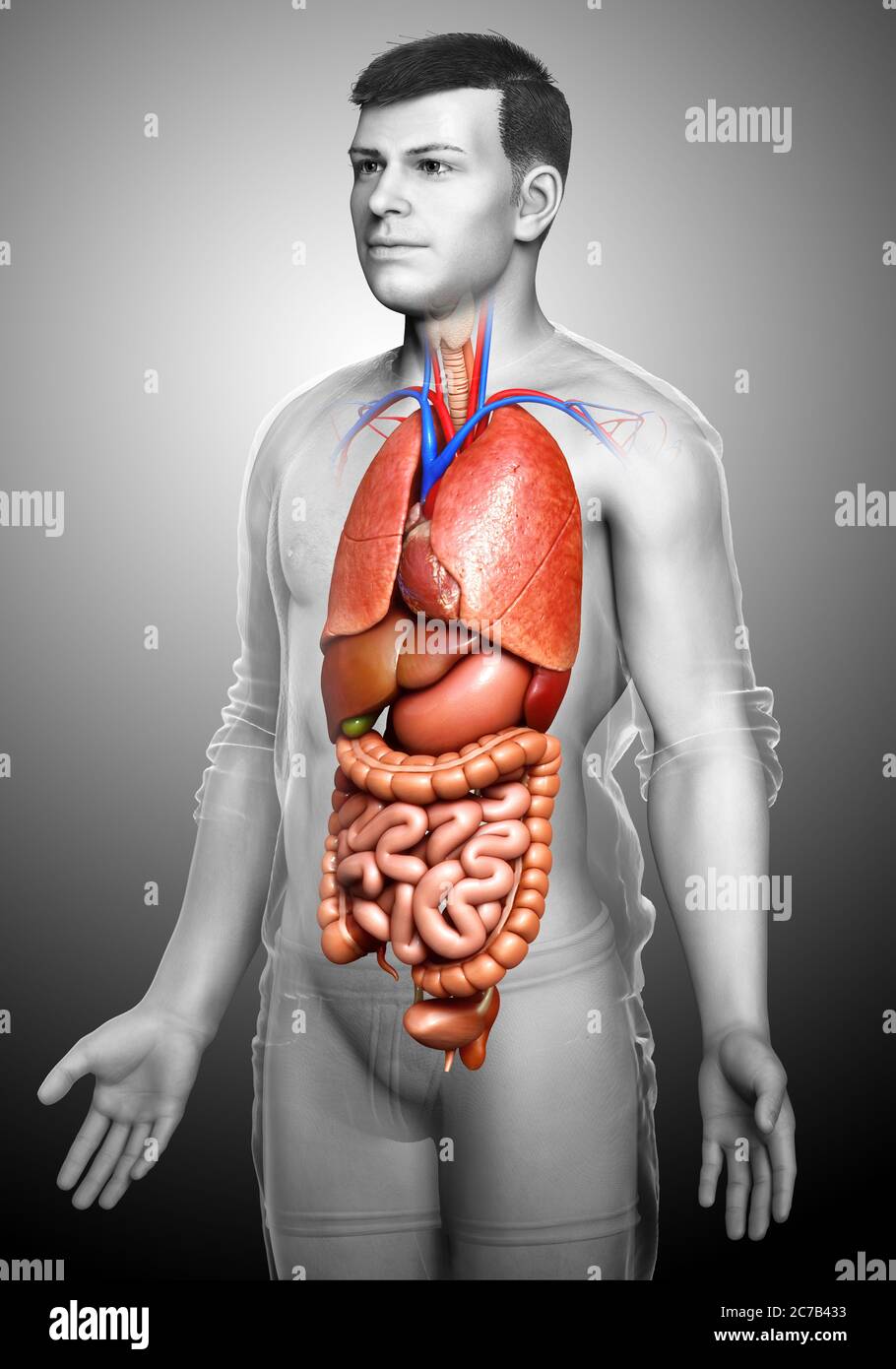 3d rendered medically accurate illustration of male Internal organs ...