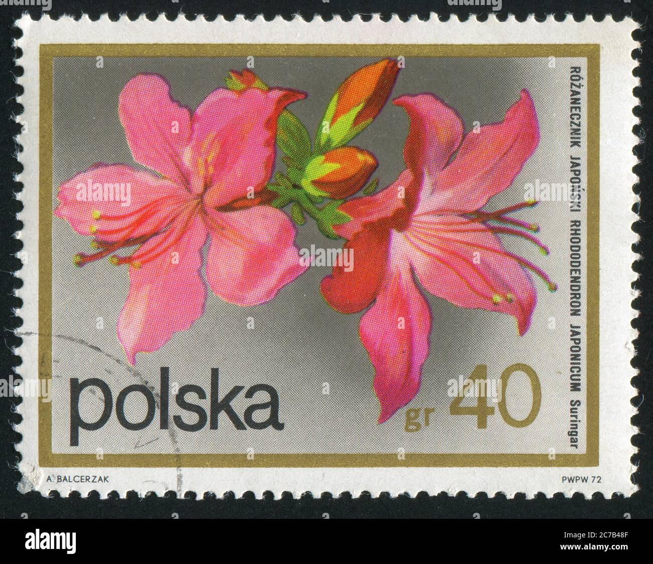 POLAND - CIRCA 1972: stamp printed by Poland, shows flower, Japanese ...