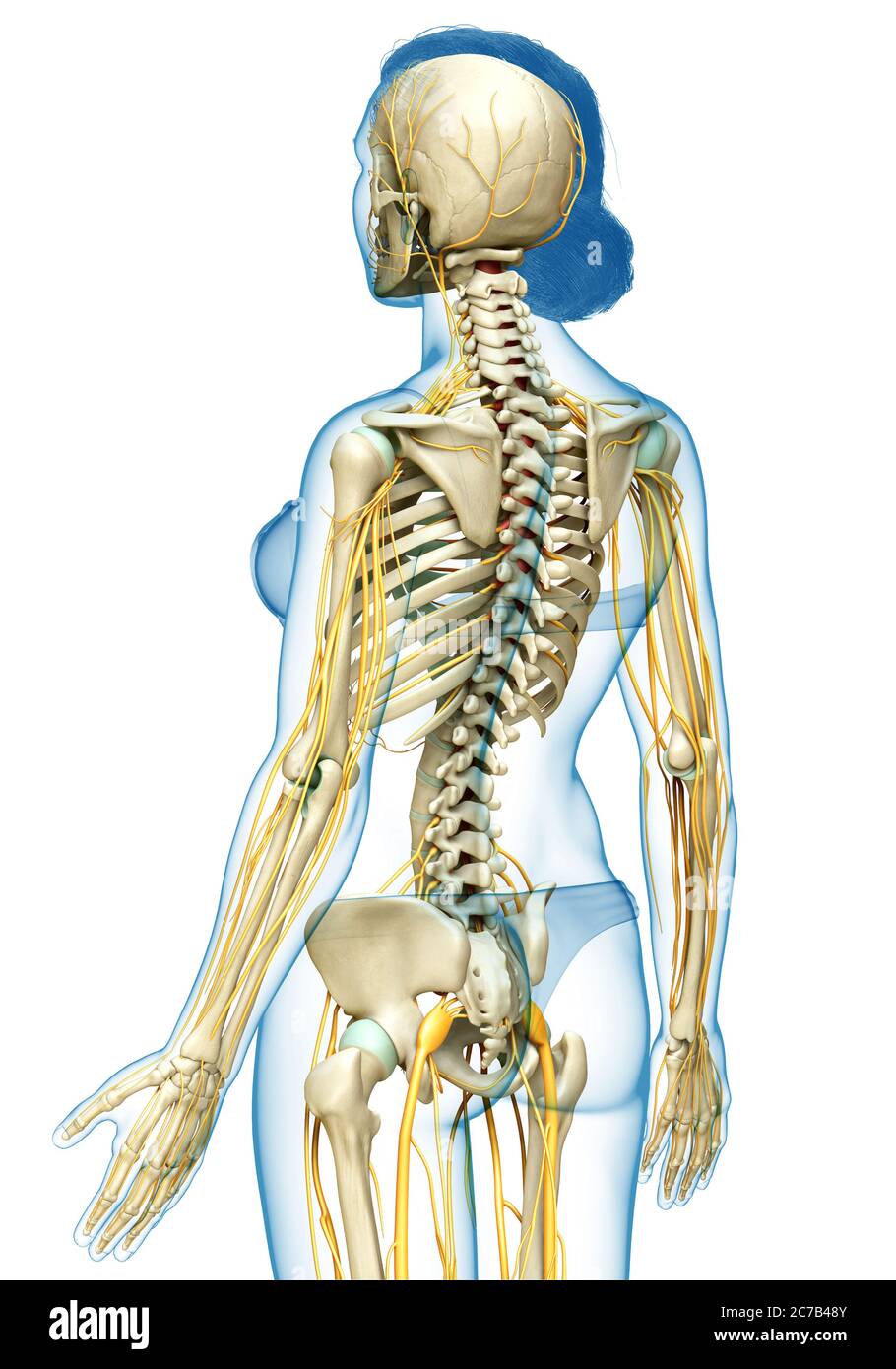 3d rendered medically accurate illustration of a female nervous system ...