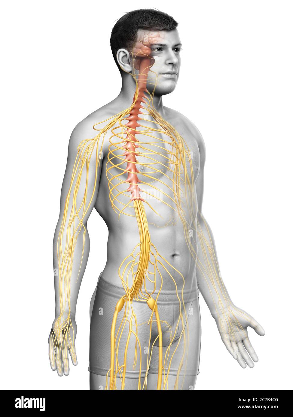 3d rendered medically accurate illustration of a male nervous system ...