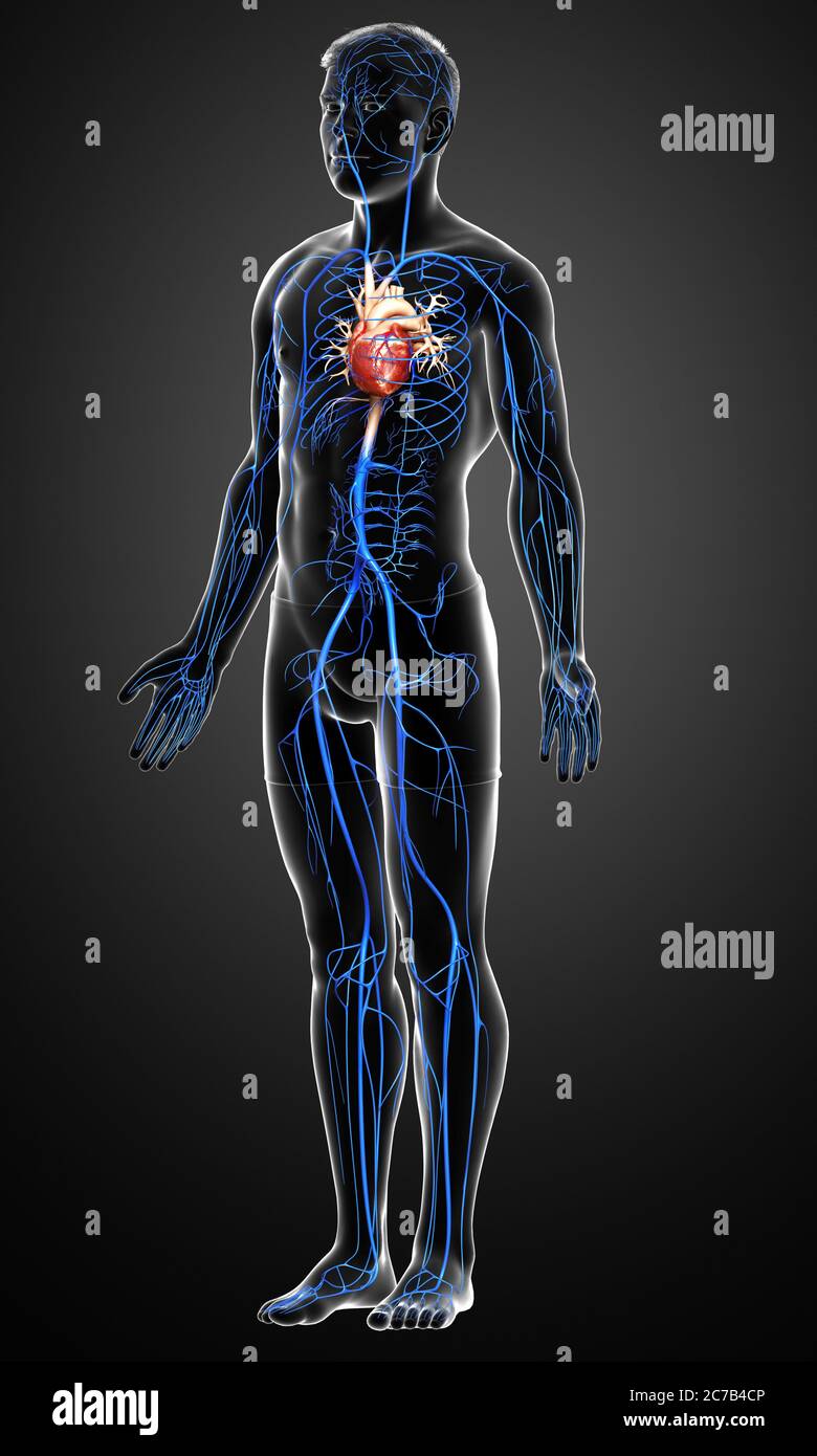 3d rendered medically accurate illustration of a male Veins anatomy ...