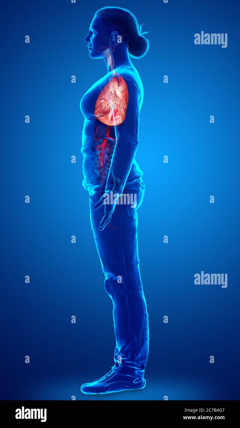 3d rendered, medically accurate illustration of a female lung anatomy ...