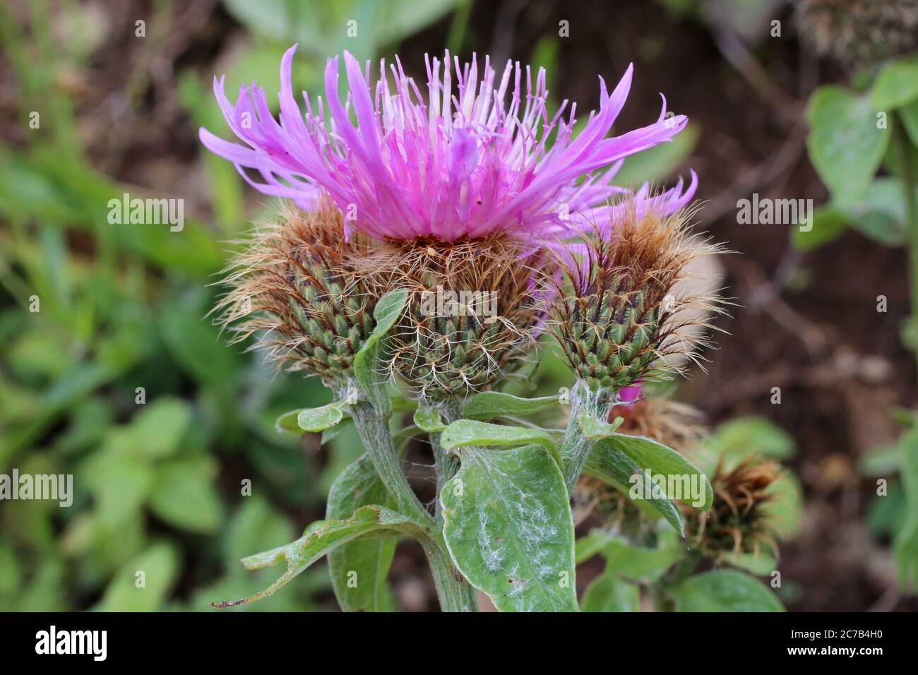 Centaurea indurata - Wild plant shot in summer Stock Photo - Alamy