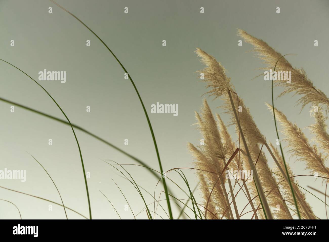 Pampas grass in bloom, desaturated Stock Photo - Alamy