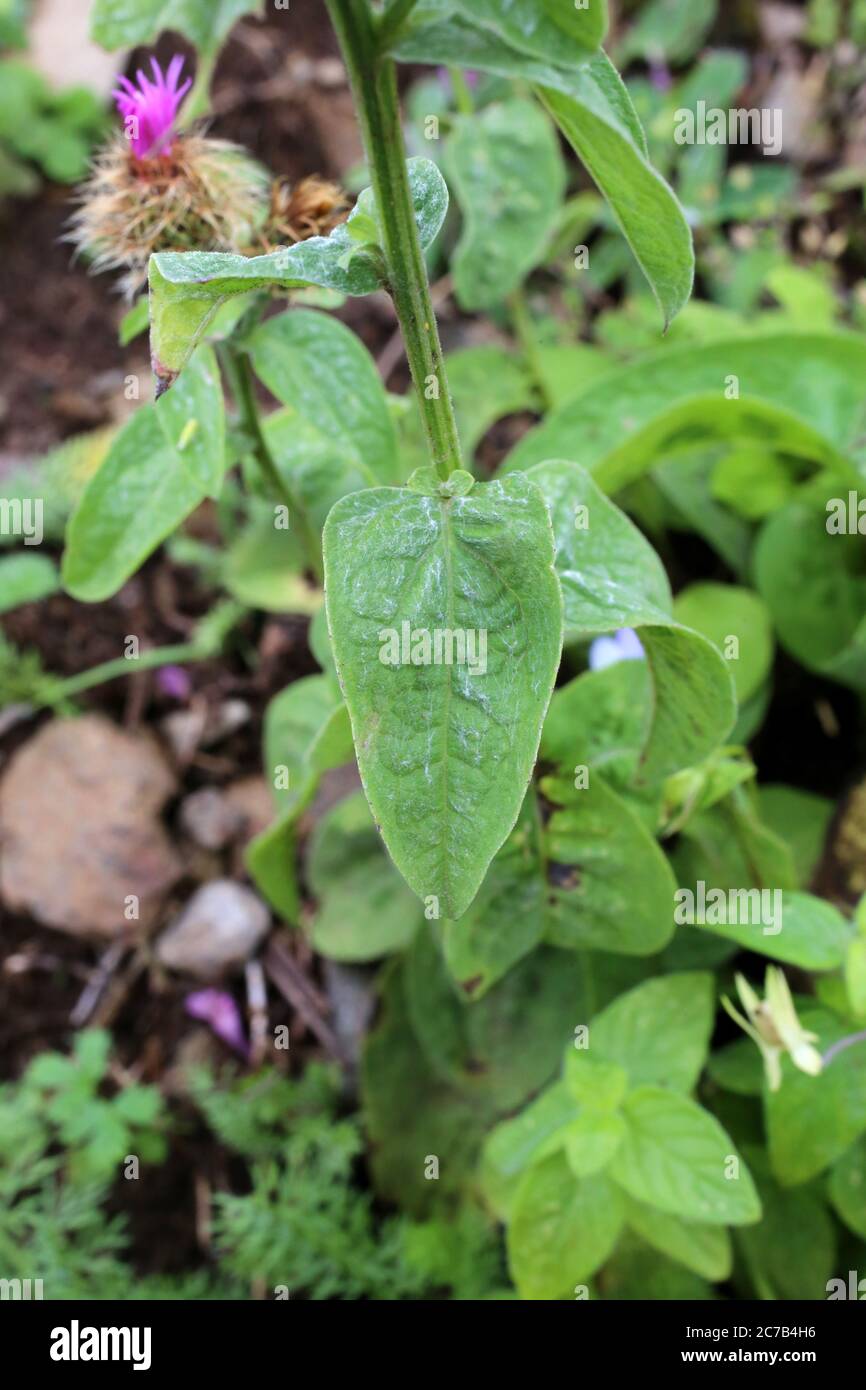 Centaurea indurata - Wild plant shot in summer Stock Photo - Alamy