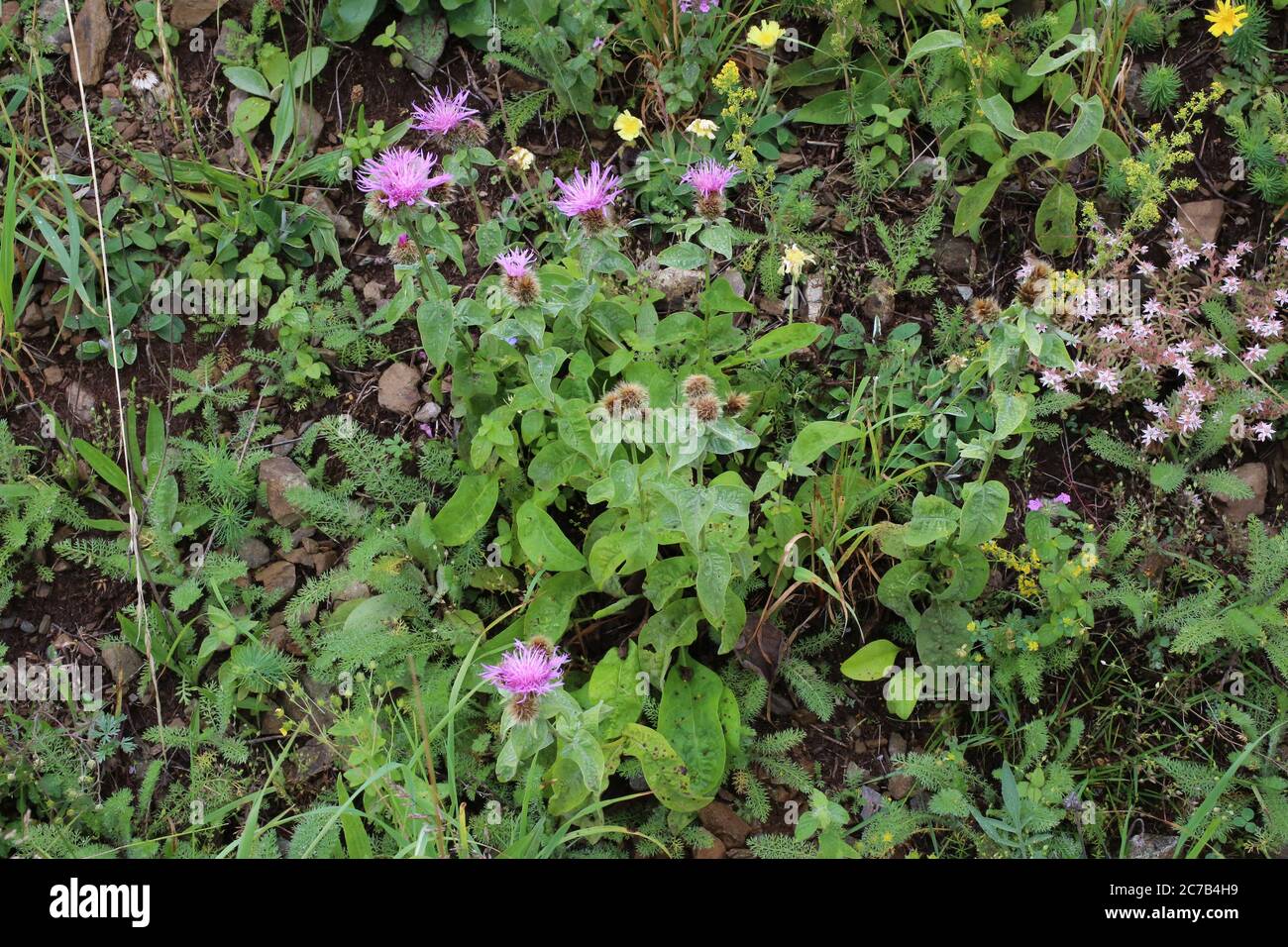 Indurata hi-res stock photography and images - Alamy