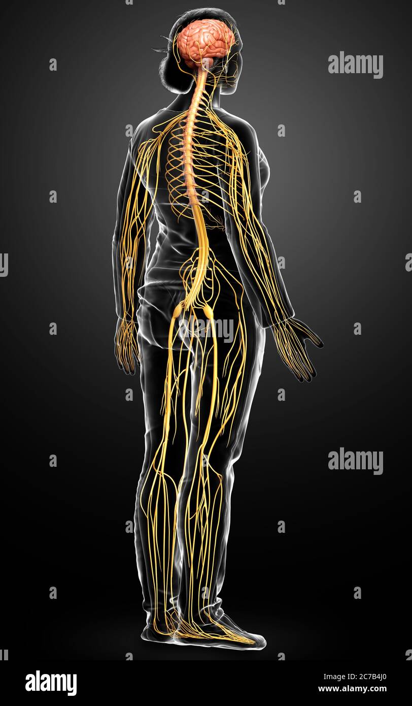3d rendered medically accurate illustration of a female nervous system ...