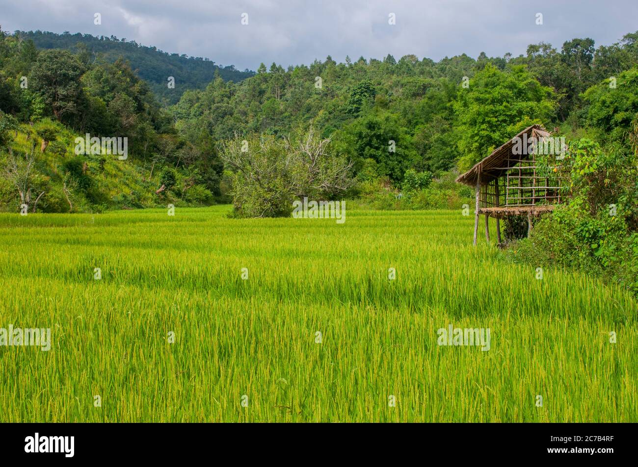 A green rice field with a hut on stilts near a Hmong village near the ...