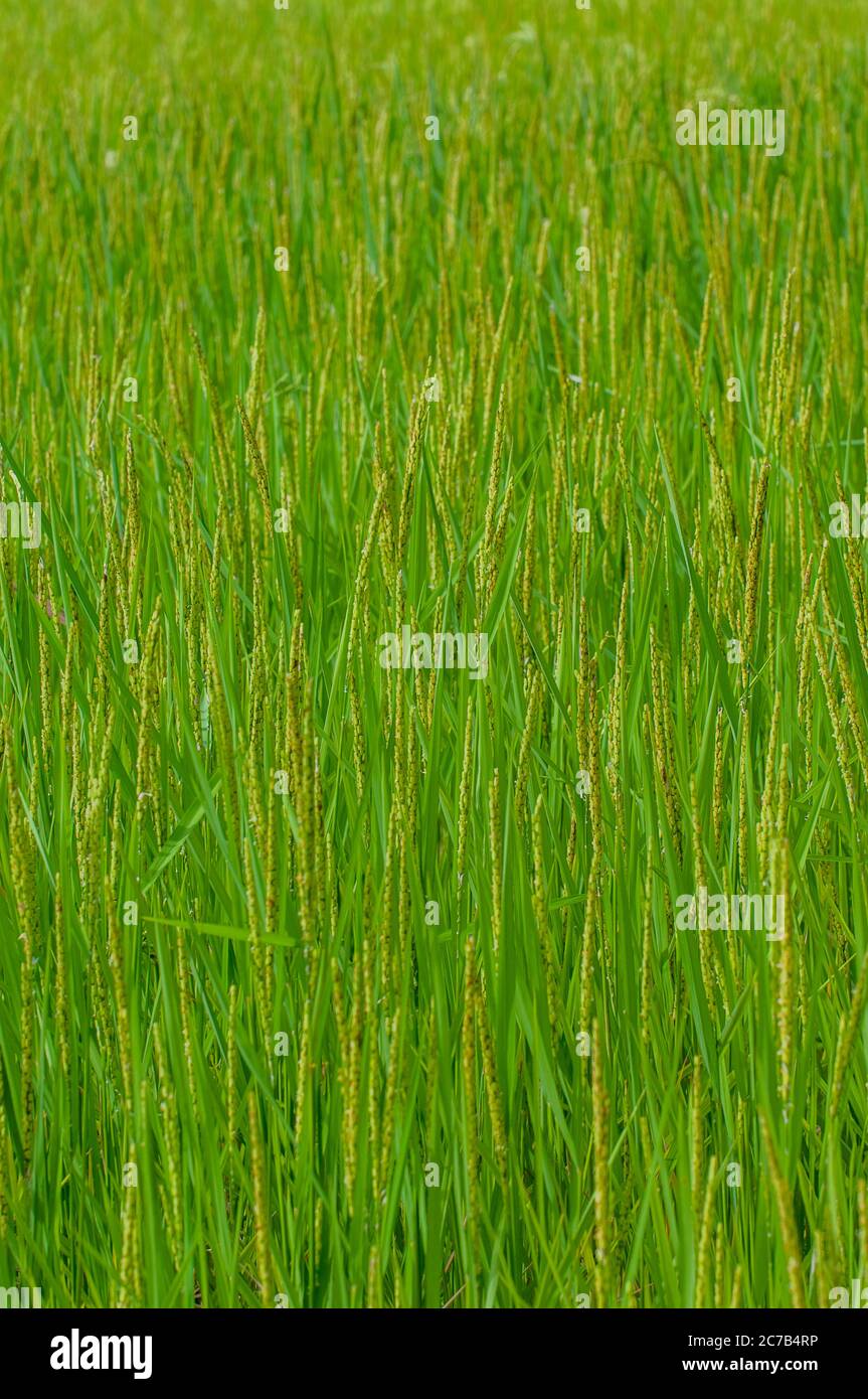 A green rice field near a Hmong village near the town of Phonsavan ...