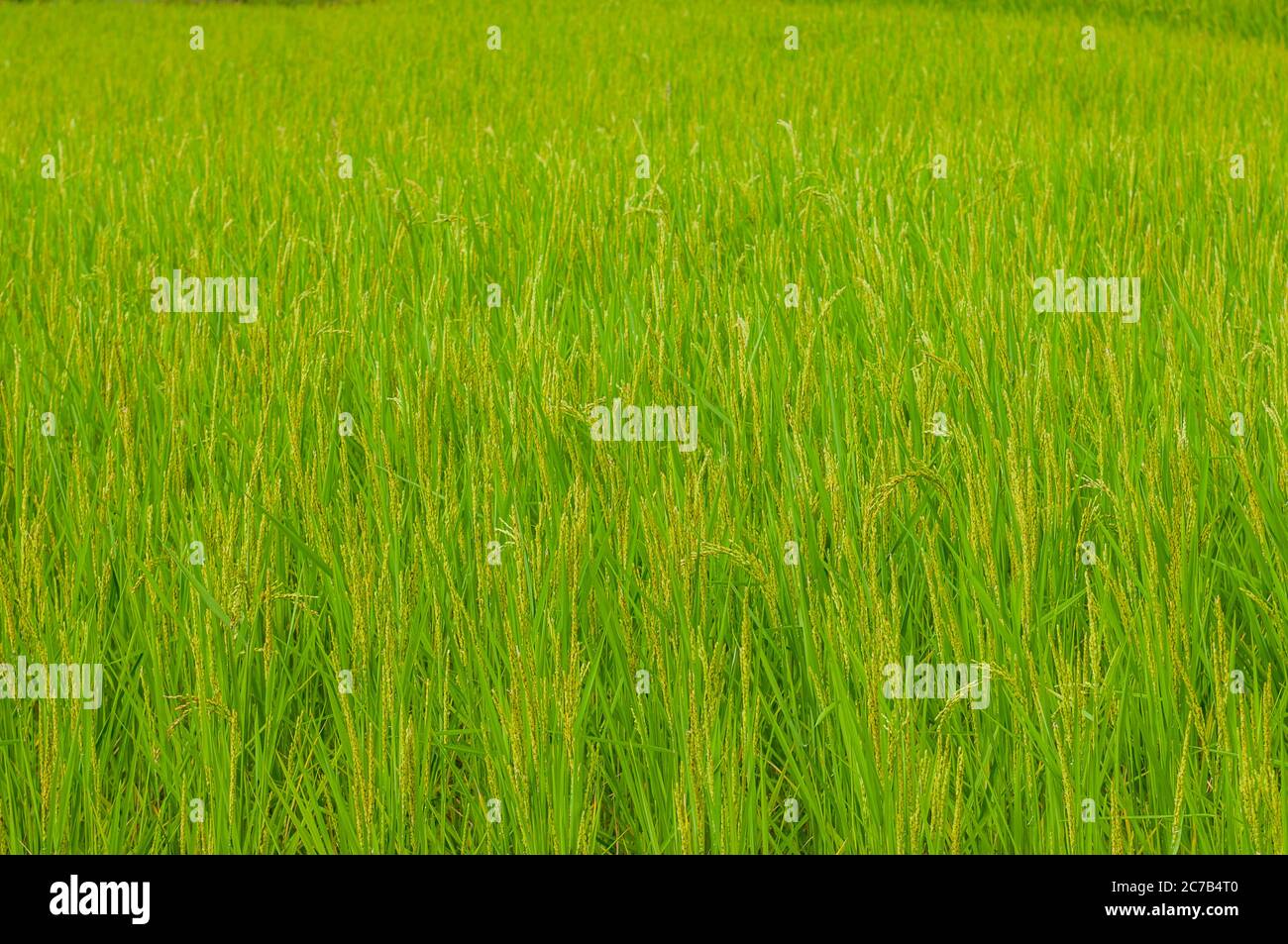 A green rice field near a Hmong village near the town of Phonsavan ...