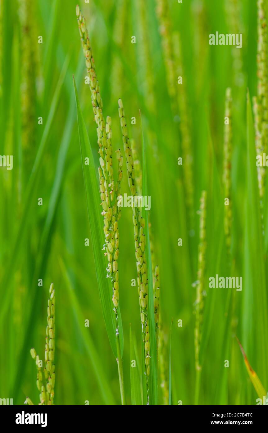 Hmong village and rice field and laos hi-res stock photography and ...