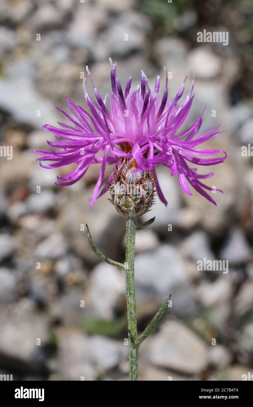 Centaurea stoebe subsp. australis, Centaurea biebersteinii. Wild plant ...