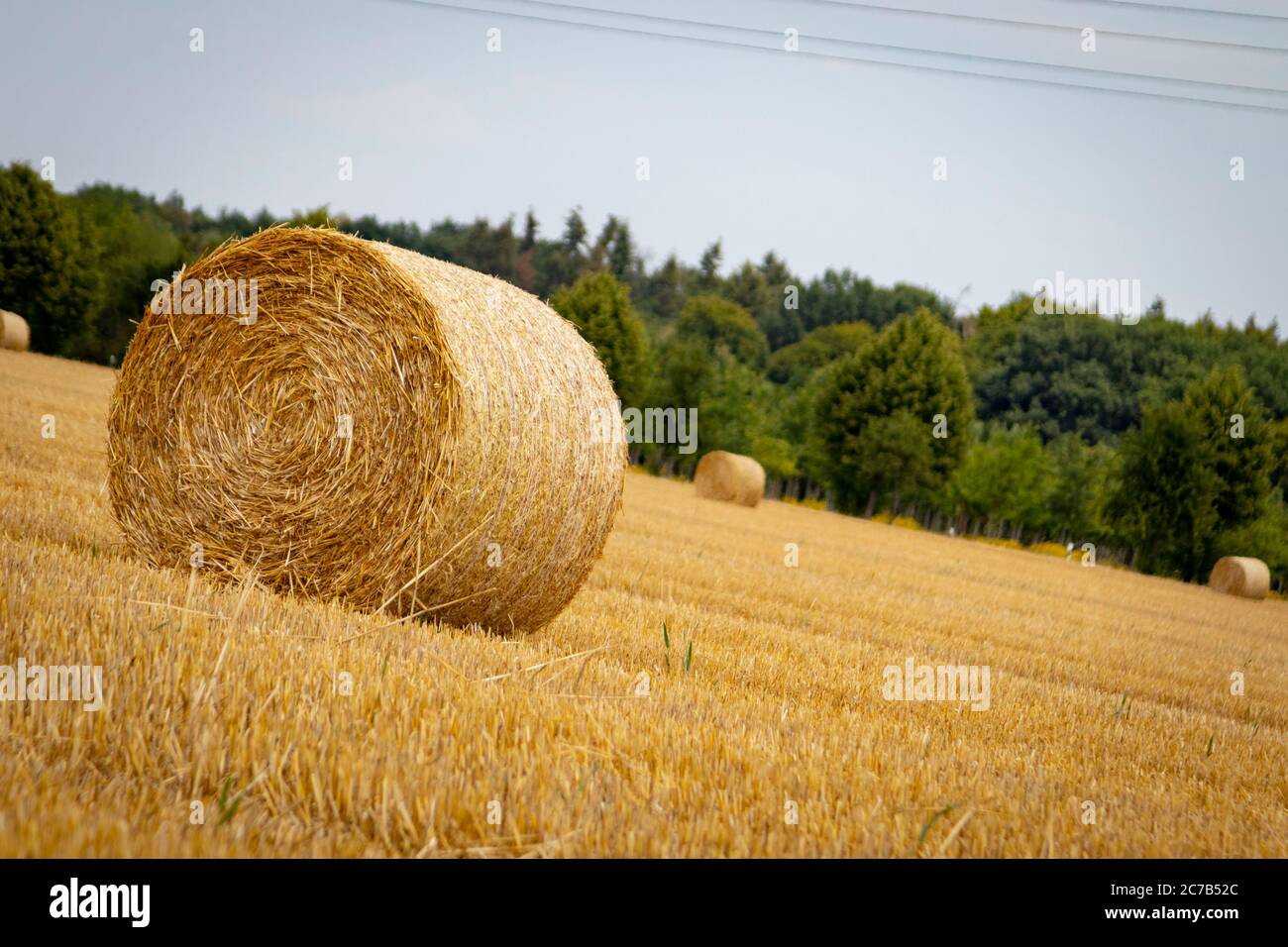 hay bundles on a harvested field, outdoors Stock Photo - Alamy