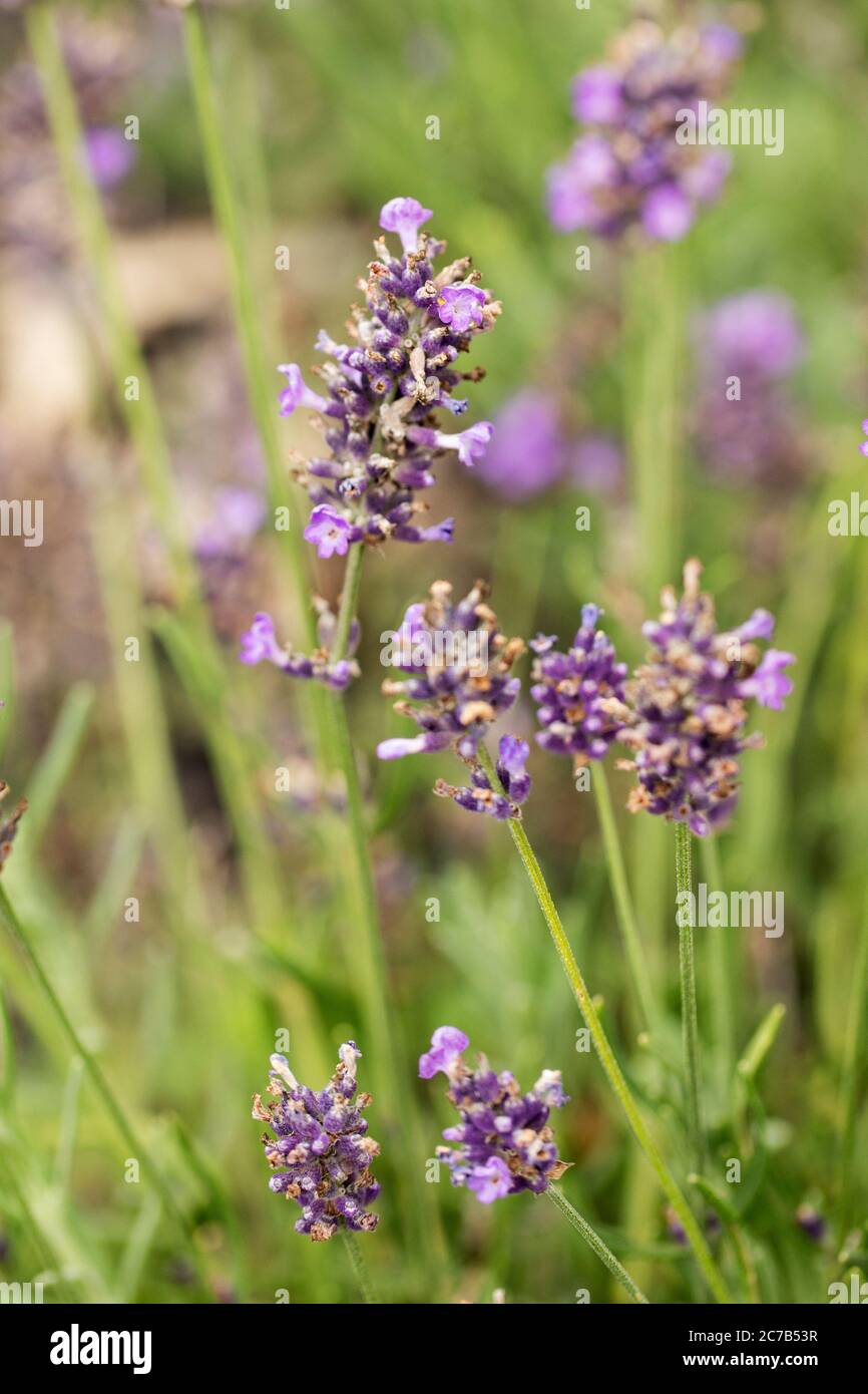 Lavender (Lavandula angustifolia, family Lamiaceae) in variety Ella ...