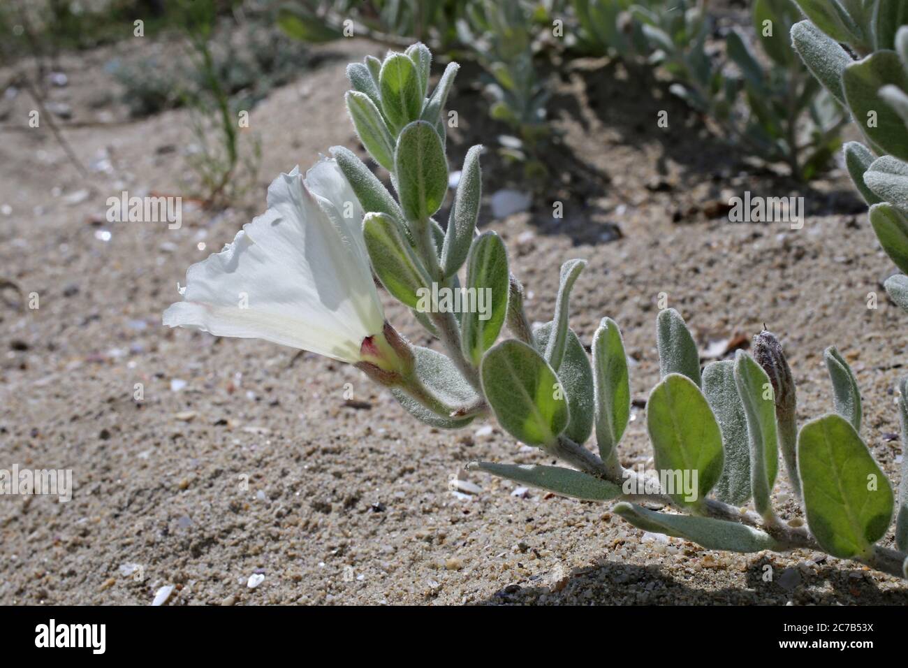 Convolvulus persicus - Wild plant shot in summer Stock Photo - Alamy