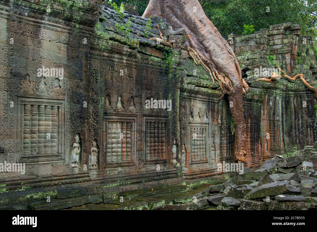 Trees growing out of ruins hi-res stock photography and images - Alamy