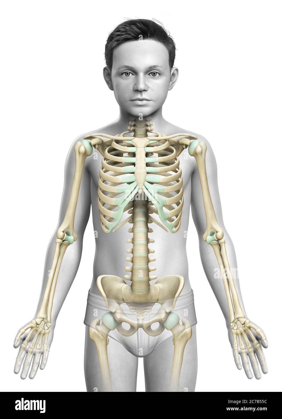 3d rendered, medically accurate illustration of a young boy skeleton ...