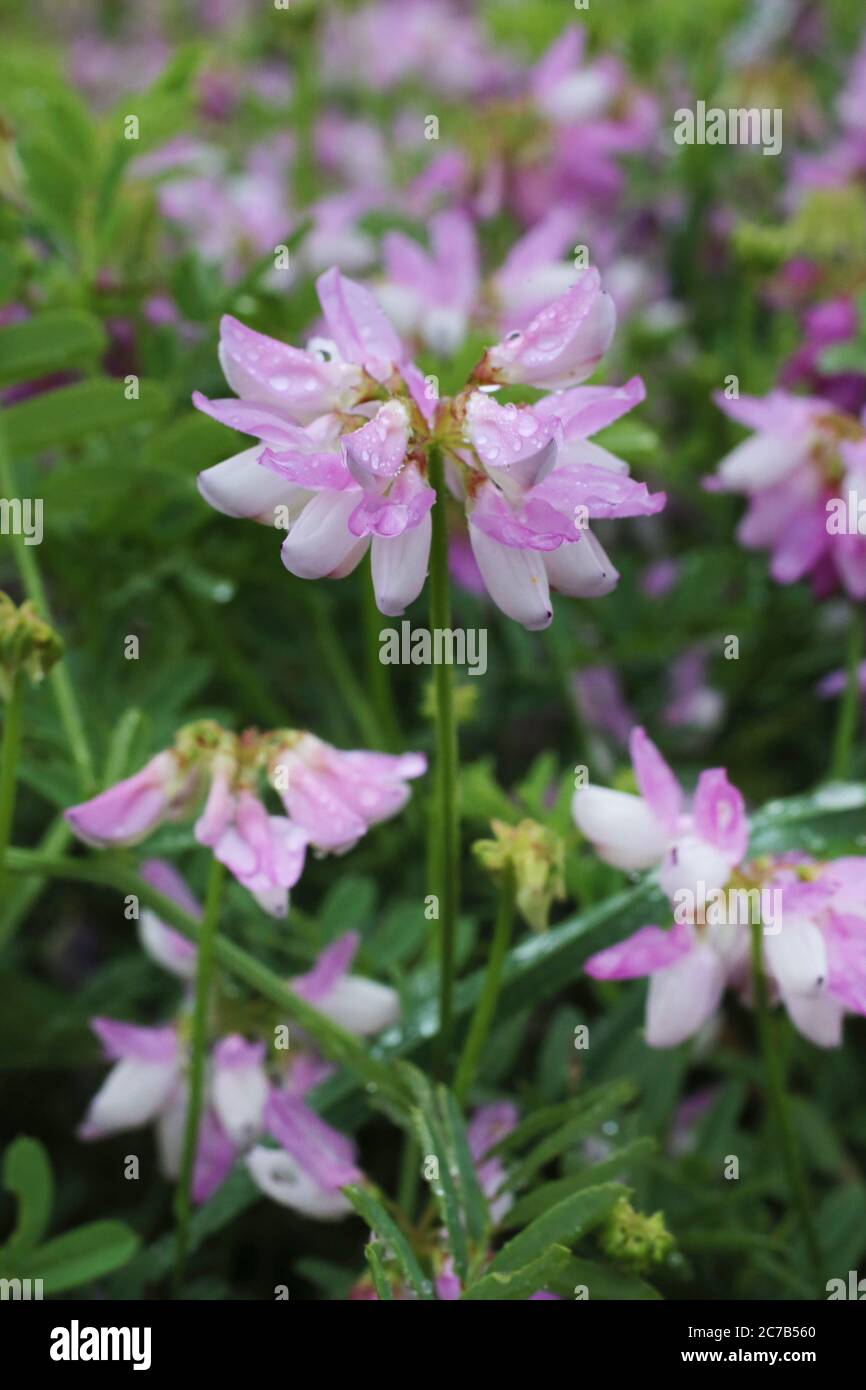 Coronilla varia, Crown Vetch. Wild plant shot in summer Stock Photo - Alamy