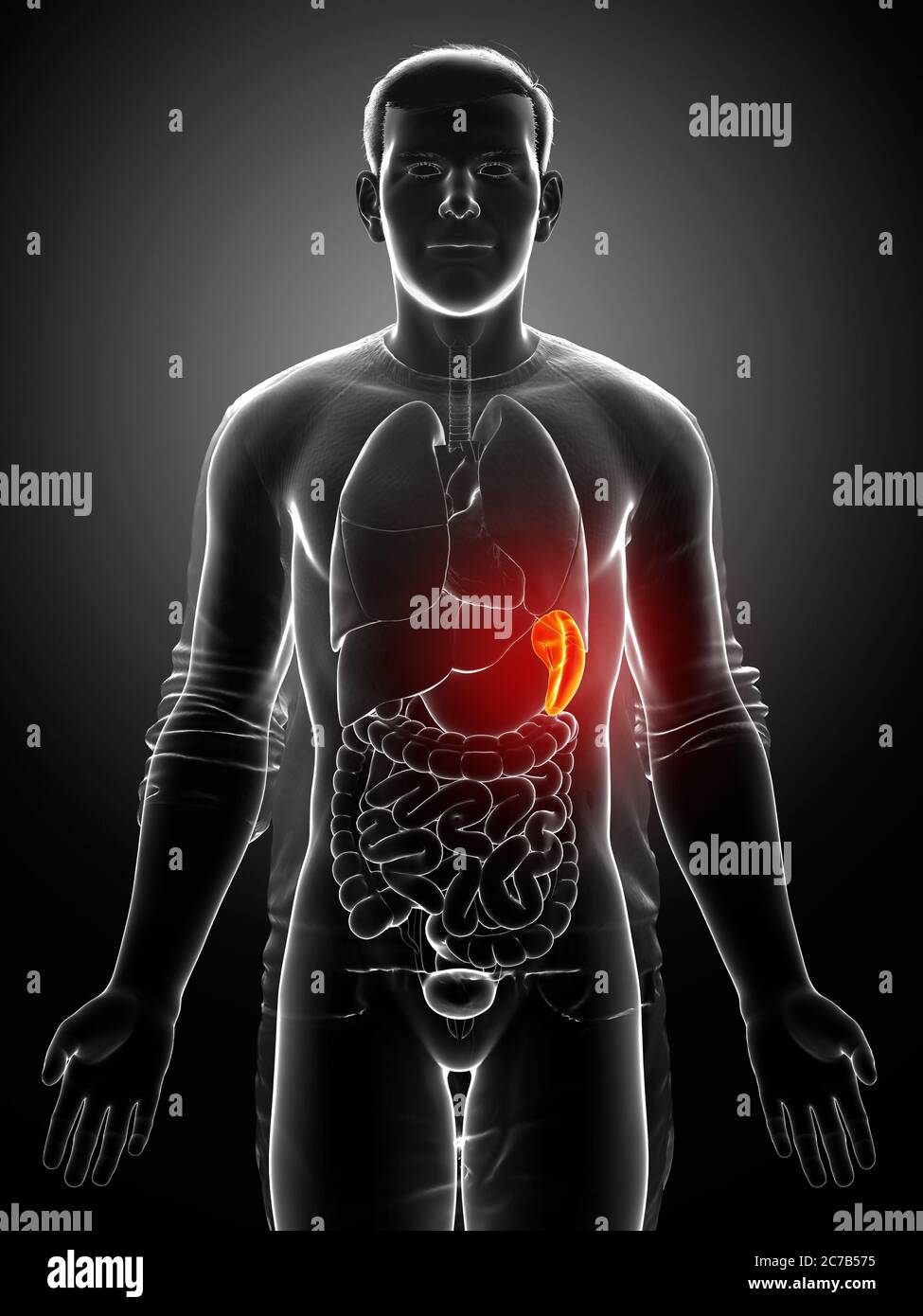 3d rendered, medically accurate illustration of a male Spleen Anatomy ...